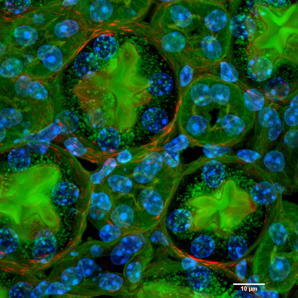 | Advanced Light Microscopy Facility